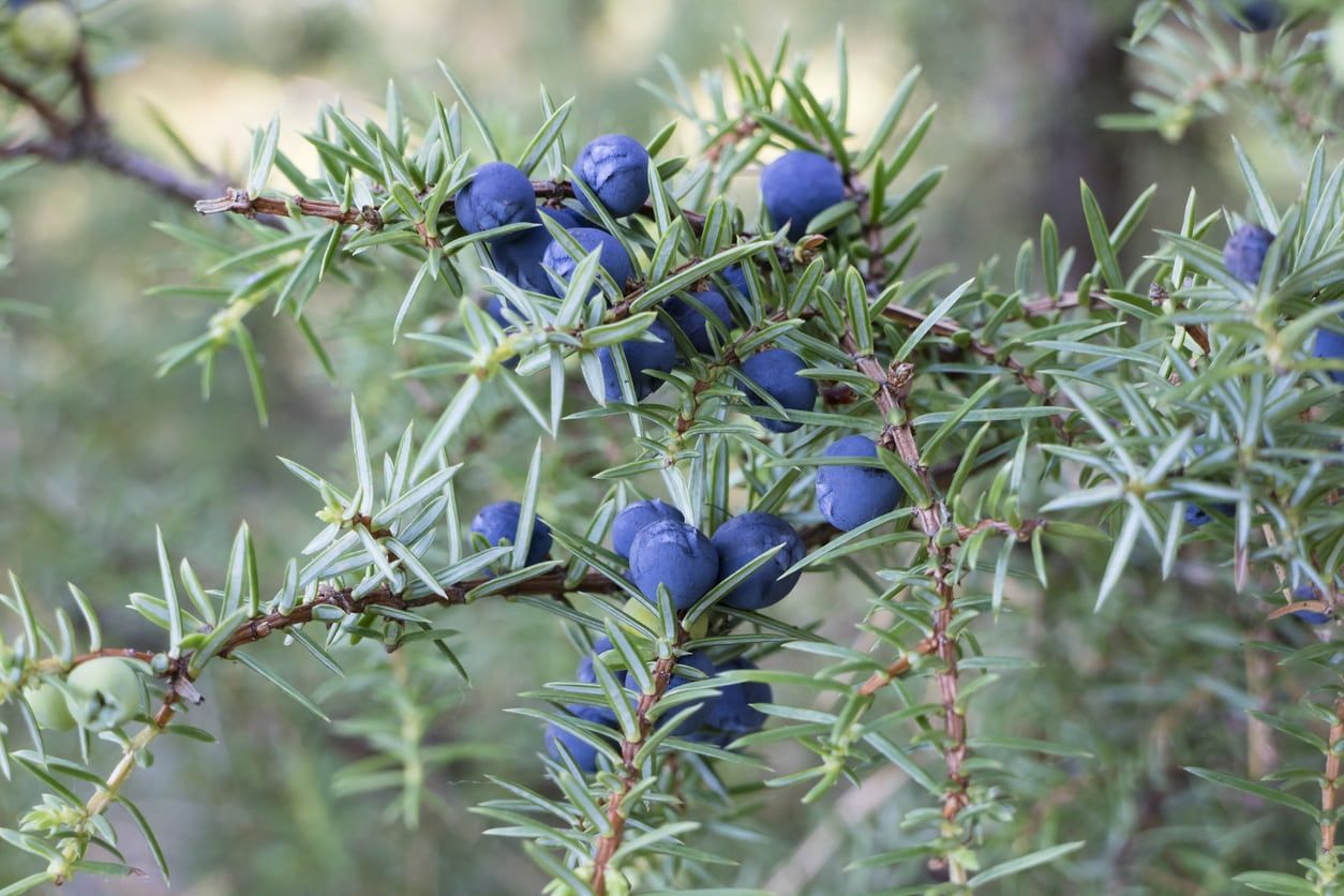 Can You Eat Juniper Berries: Learn How To Use Juniper Berries ...