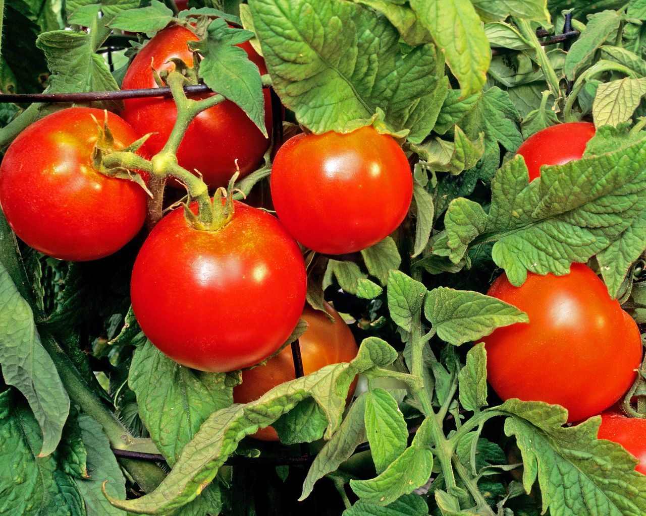 Types Of Tomatoes: The Best Varieties To Grow For Every Use | Gardening ...