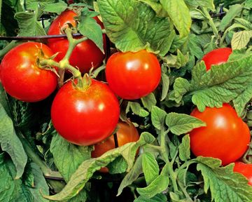 Types Of Tomatoes: The Best Varieties To Grow For Every Use | Gardening ...