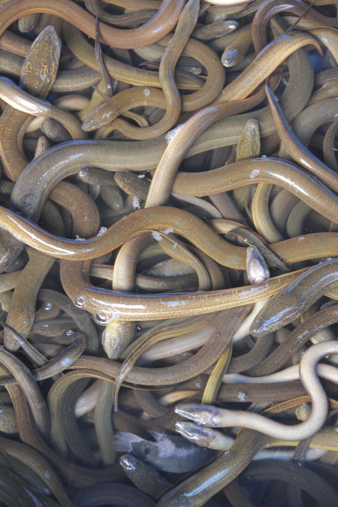 Mysterious Eels' Mating Migration Tracked | Live Science