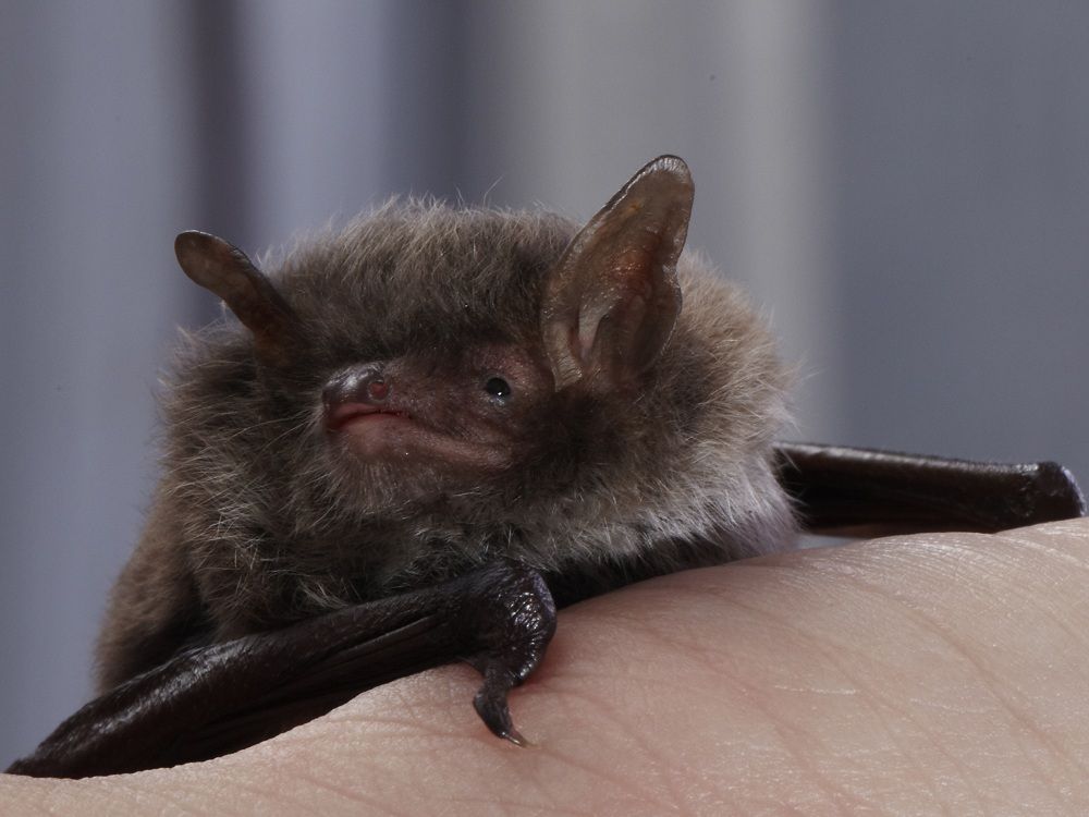 Superfast Muscles Help Bats Make High-Pitched Buzz | Live Science