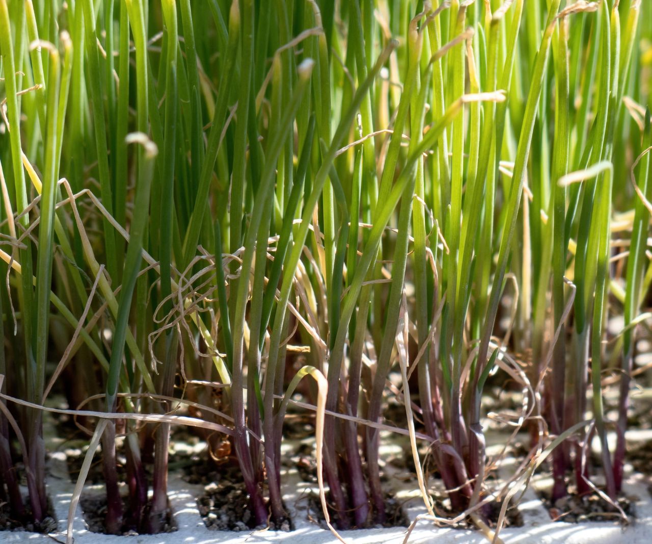 When to transplant onion seedlings: get the timing right | Homes and ...