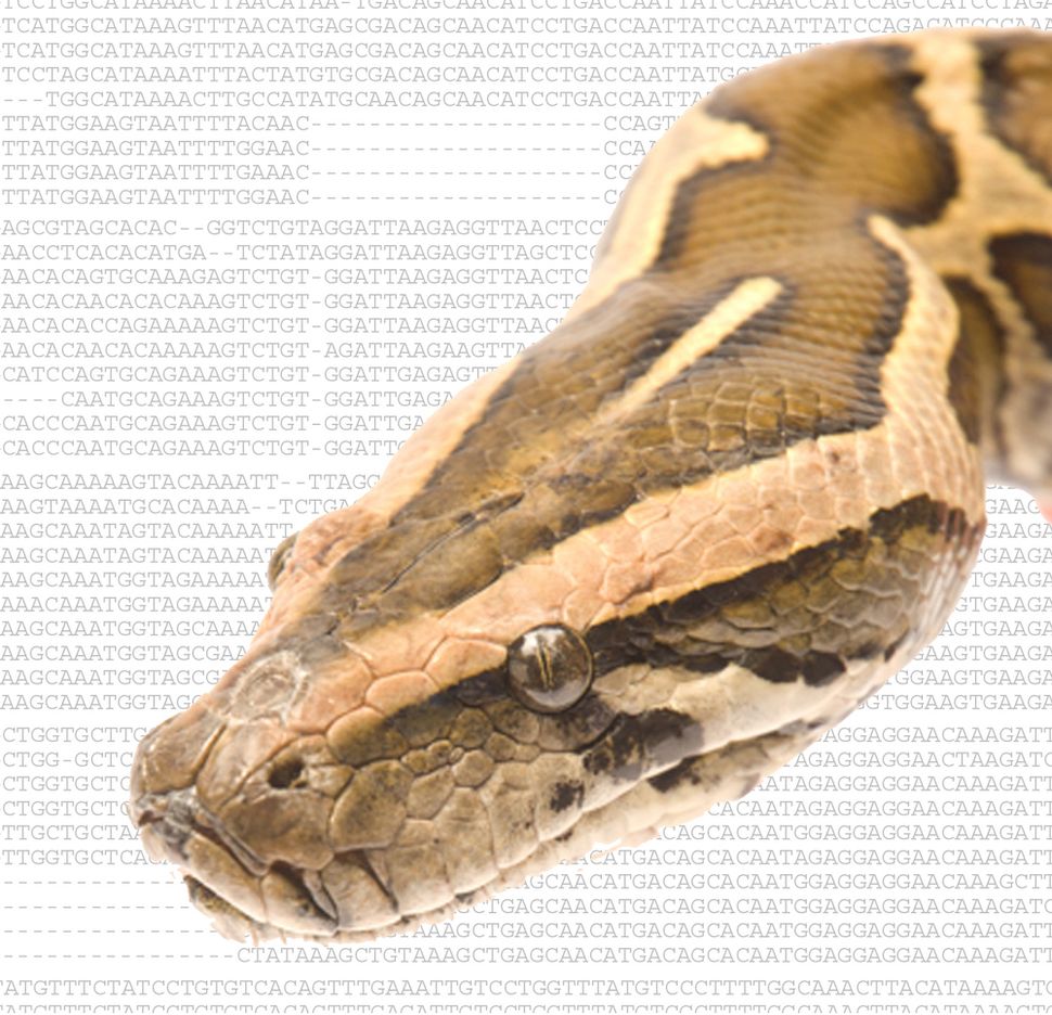 Snakes Used to Have Legs and Arms … Until These Mutations Happened ...