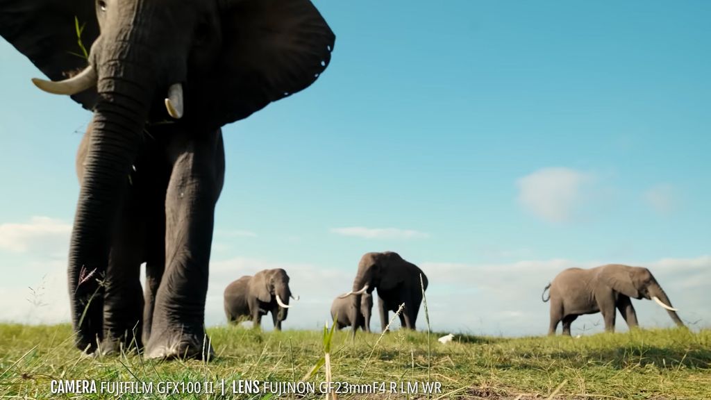 Elephant-proof Fujifilm GFX 100 II defies nature and captures ...
