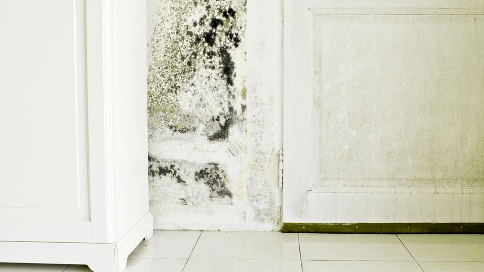 What is yellow mould on walls and how do I get rid of it? | Homebuilding