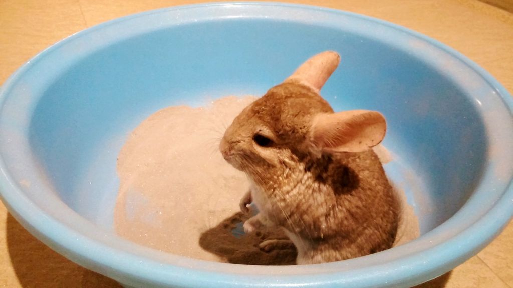 Chinchilla dust baths: Why they take them and how to set it up | PetsRadar
