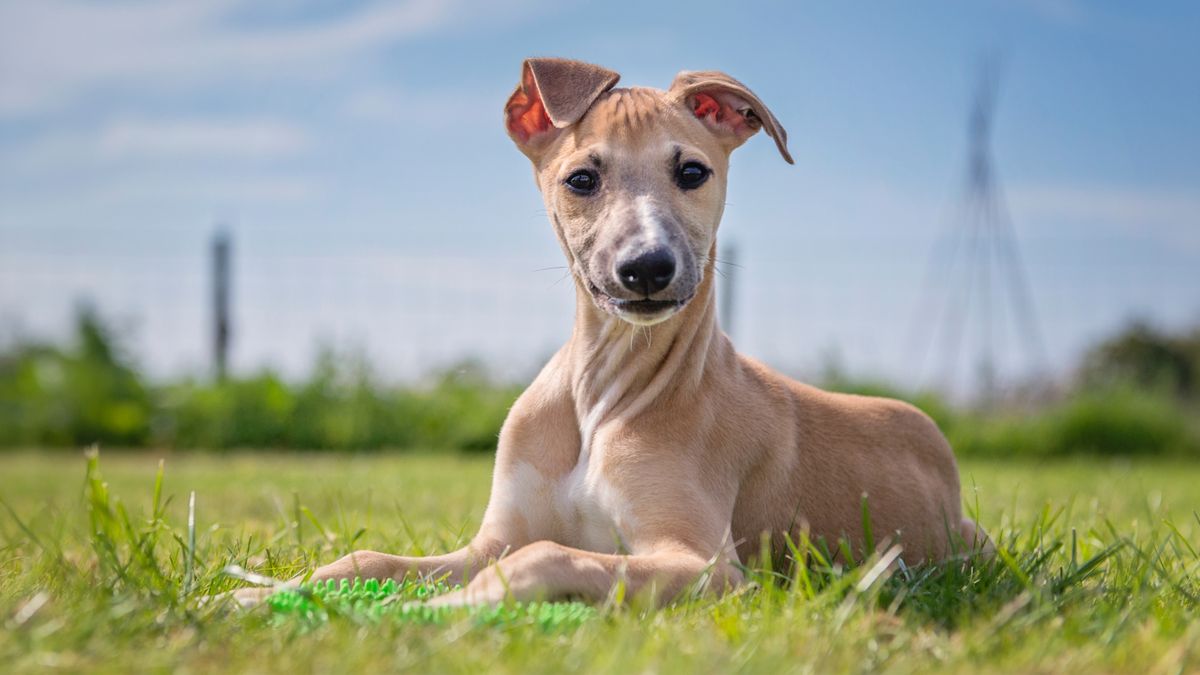 Whippet: Breed profile and information | PetsRadar