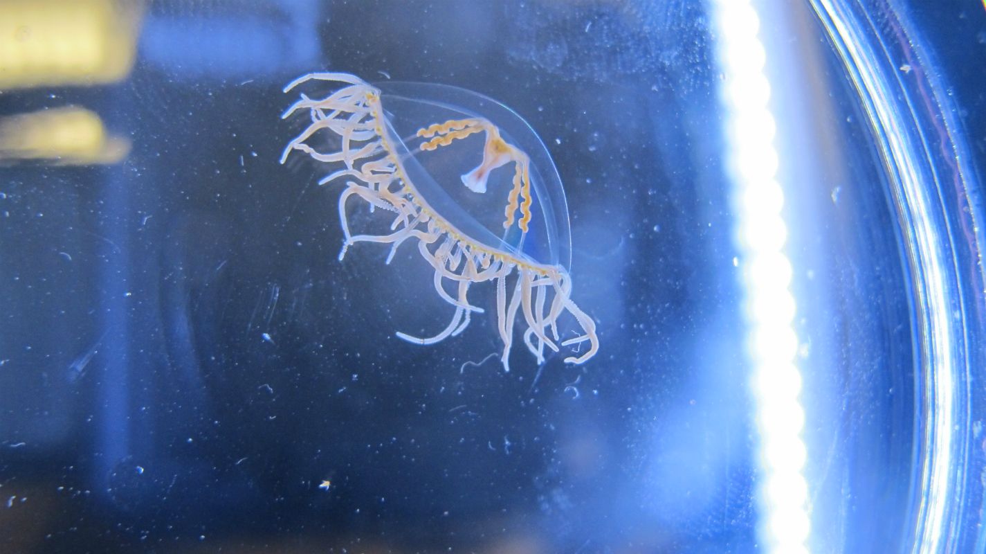 Stinging Jellyfish Come to Jersey, But Beaches Still Safe | Live Science