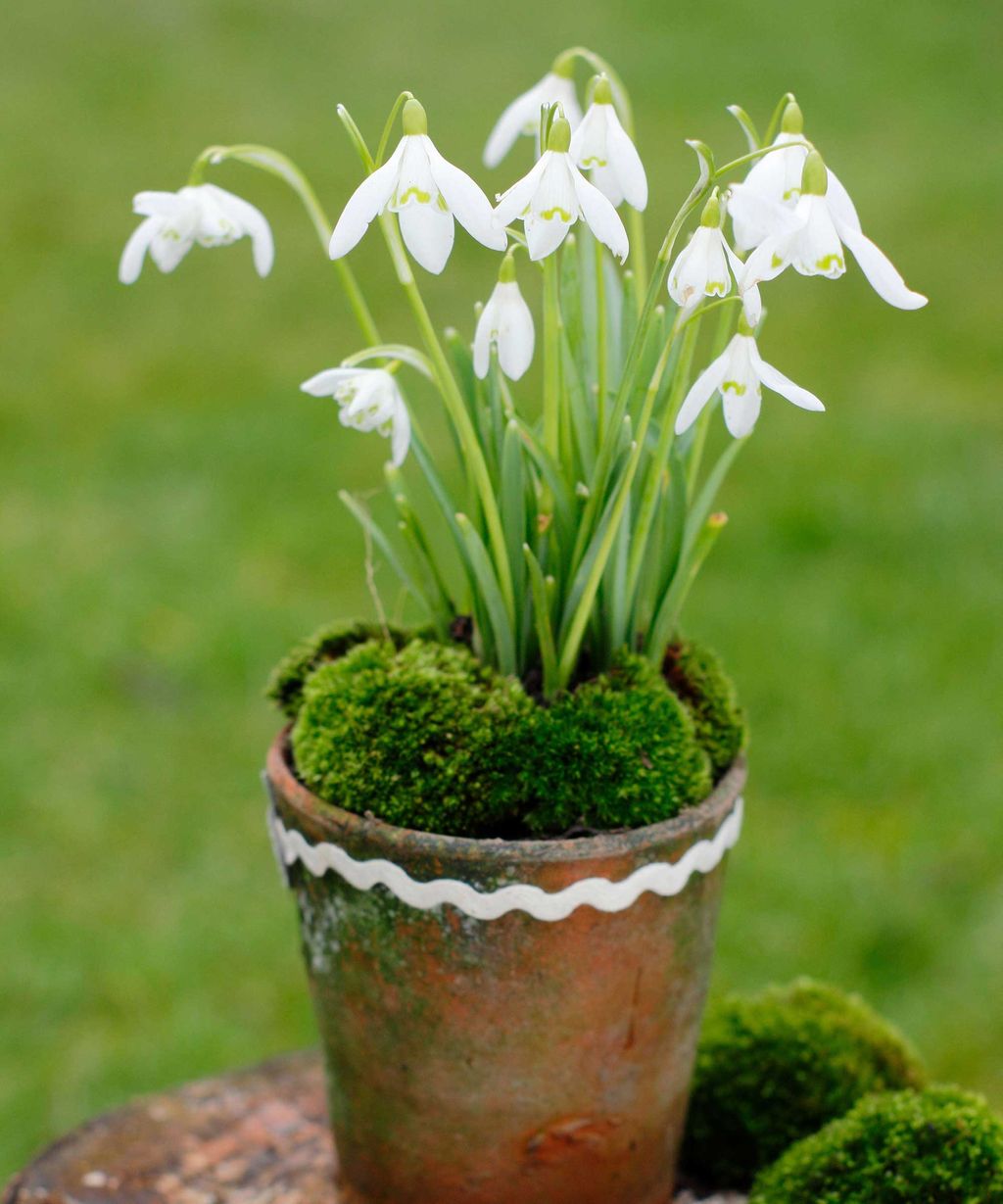 Why plant snowdrops 'in the green': experts explain all | Homes and Gardens