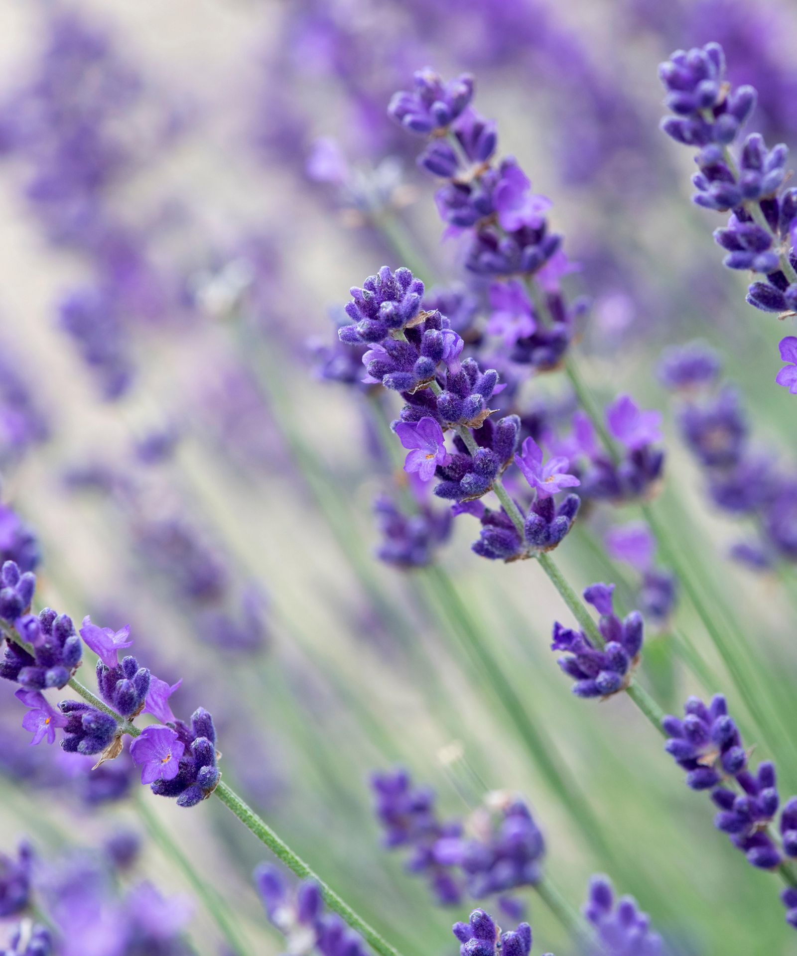 Types of lavender: 15 stunning varieties to grow | Gardeningetc