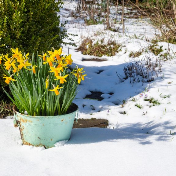 Snow In March | Gardening Know How