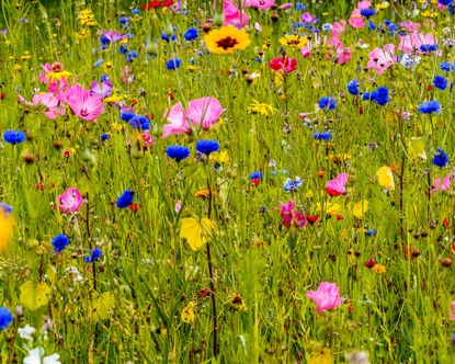 Garden flower trends - 10 key looks to try | Livingetc