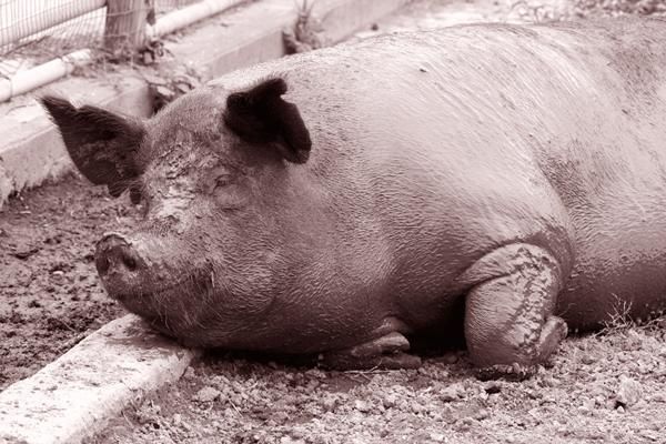 Do Pigs Sweat? | Live Science