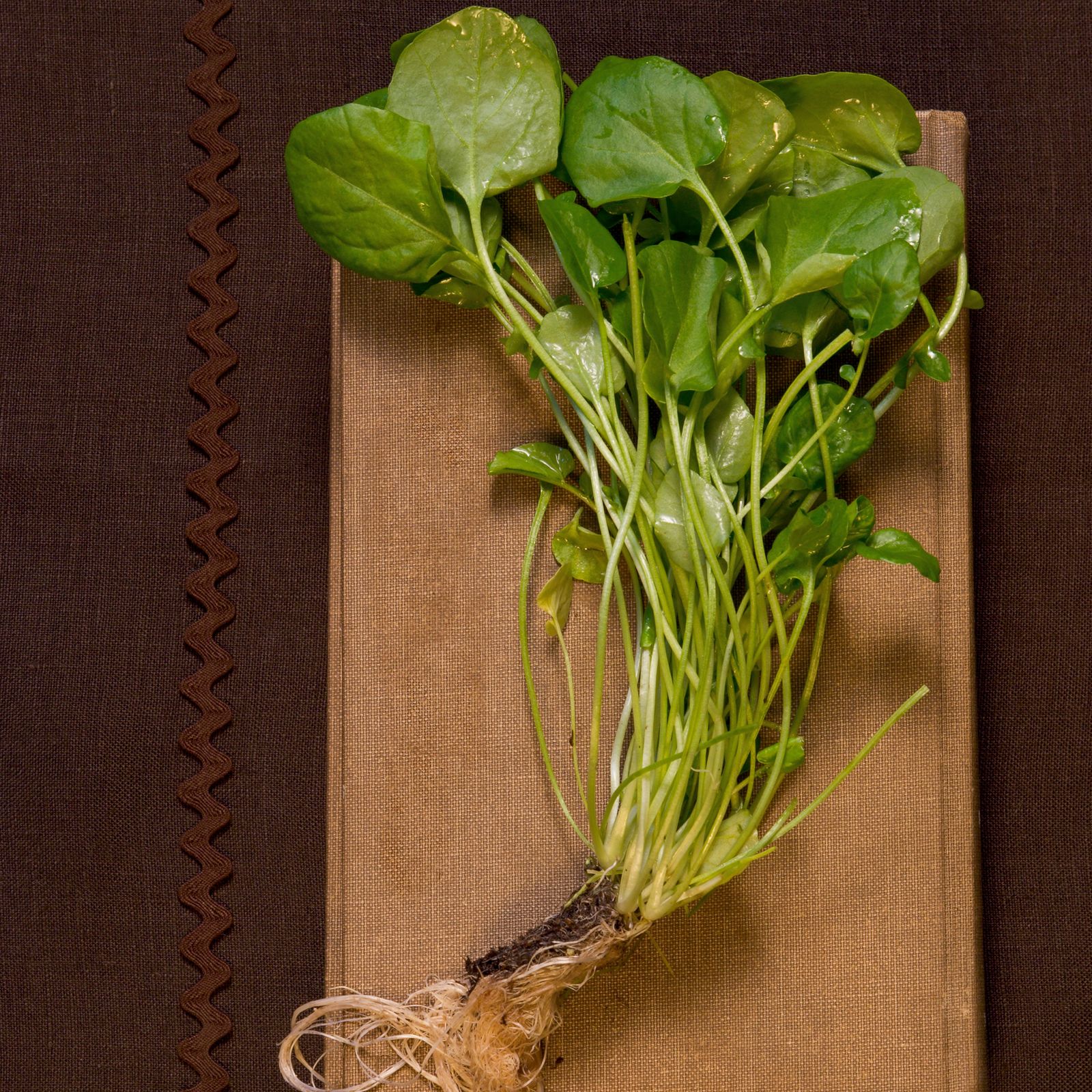 Learn how to grow watercress and enjoy an endless supply | Ideal Home