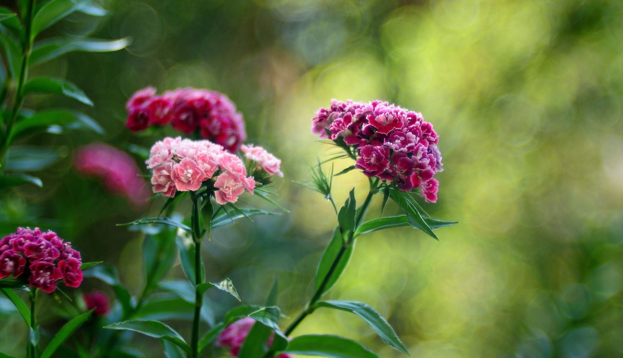 What's your birth month tree? All 13 explained | Homes and Gardens