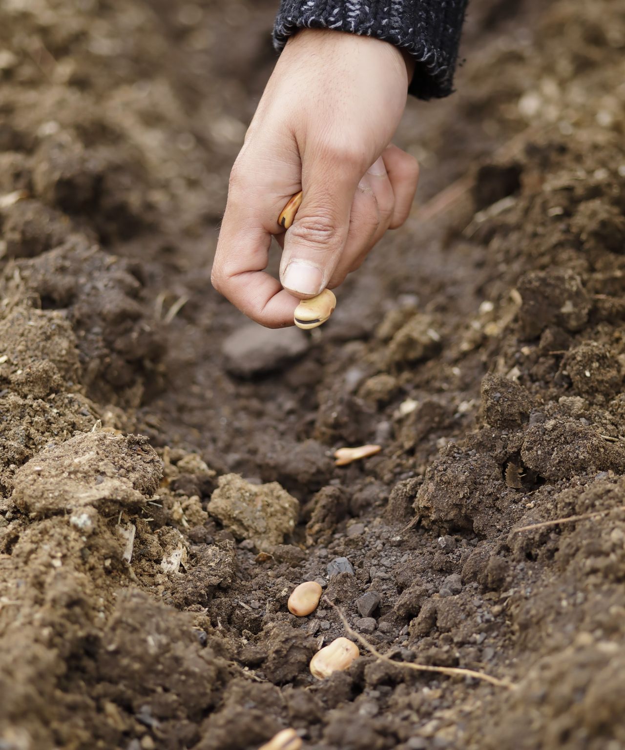 How to sow seeds outdoors: tips from an experienced gardener | Homes ...