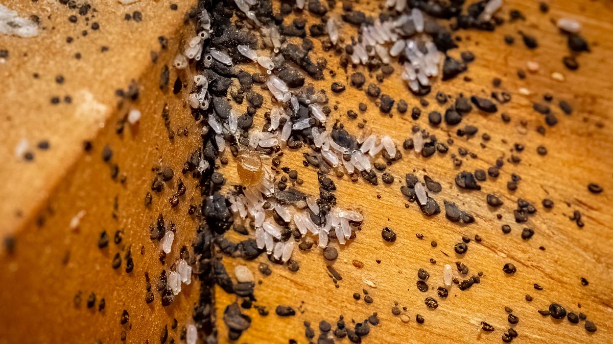 7 telltale signs of bed bugs in your home | Tom's Guide