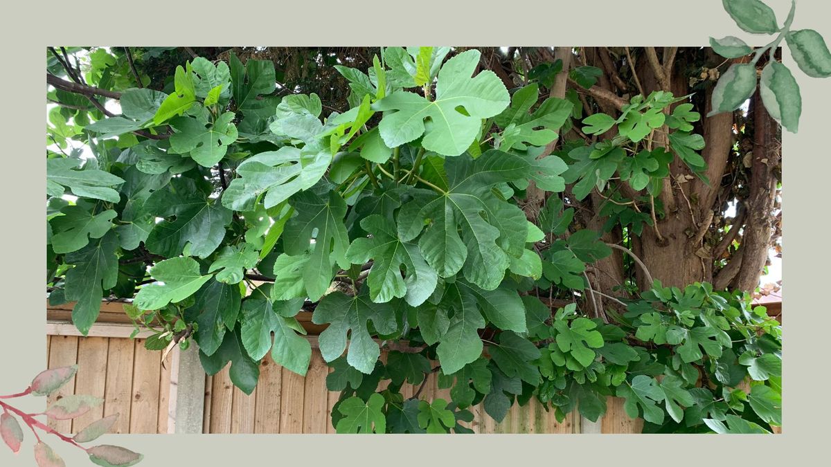 Can you cut overhanging branches from a neighbour's tree? | Woman & Home
