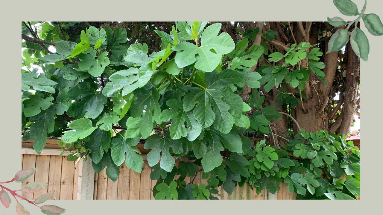 Can you cut overhanging branches from a neighbour's tree? | Woman & Home