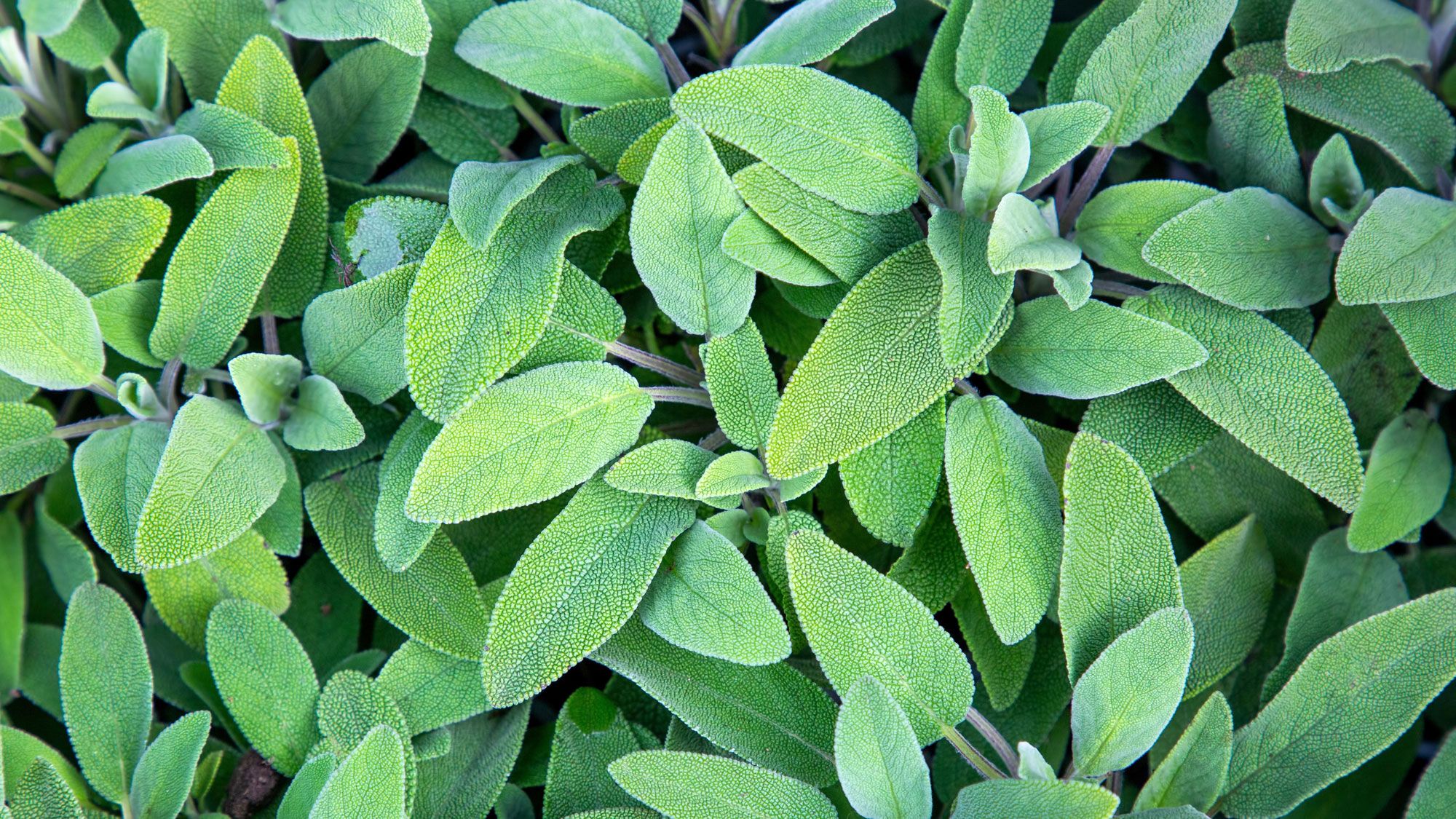 Growing Sage | Ultimate Herb Cultivation for Happy Harvests | Gardening ...