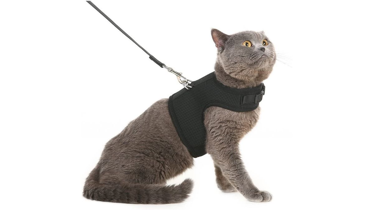 Best cat harnesses: Let your kitty explore in safety | PetsRadar