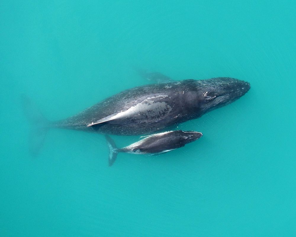 'Whispering' Whales: Humpback Calves Speak Softly to Mom | Live Science