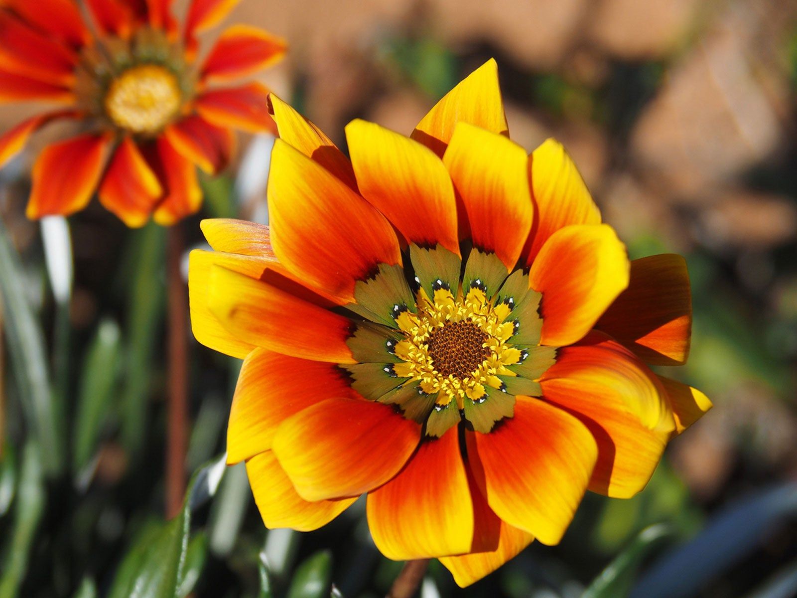 What Causes Double Blooms – Learn The Science Behind Double Flowers ...
