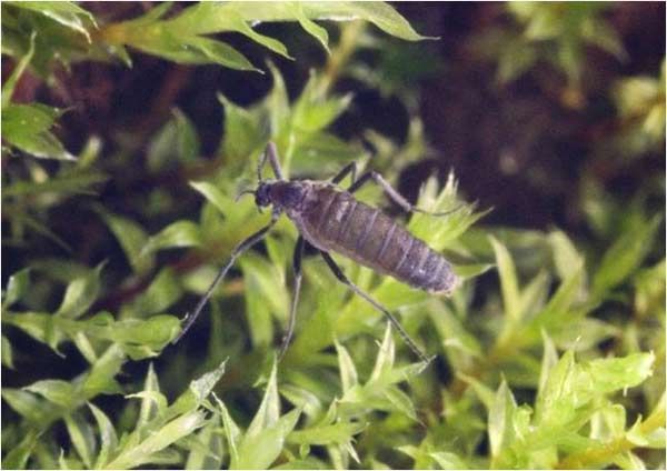 Invasive Species Thrive on Antarctic Islands | Live Science