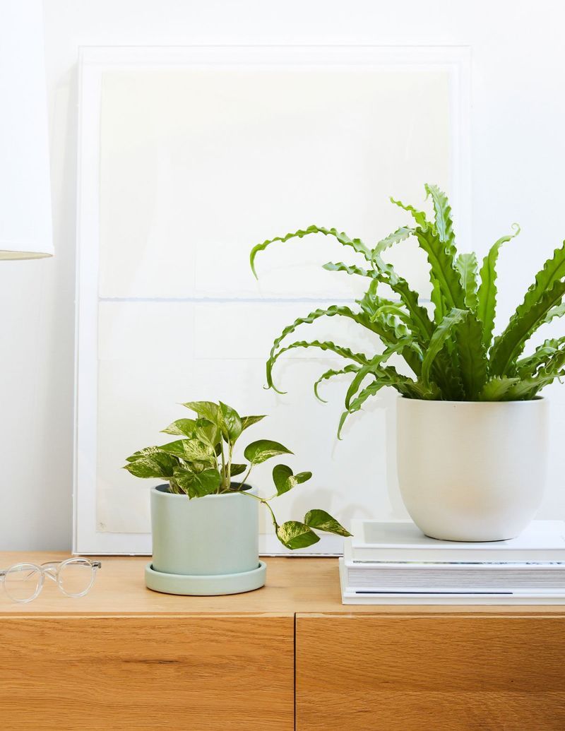 9 Best Easy Indoor Plants | Houseplants for Any House or Apartment ...