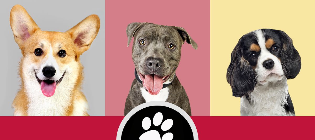 30 dogs under 30 | The Week