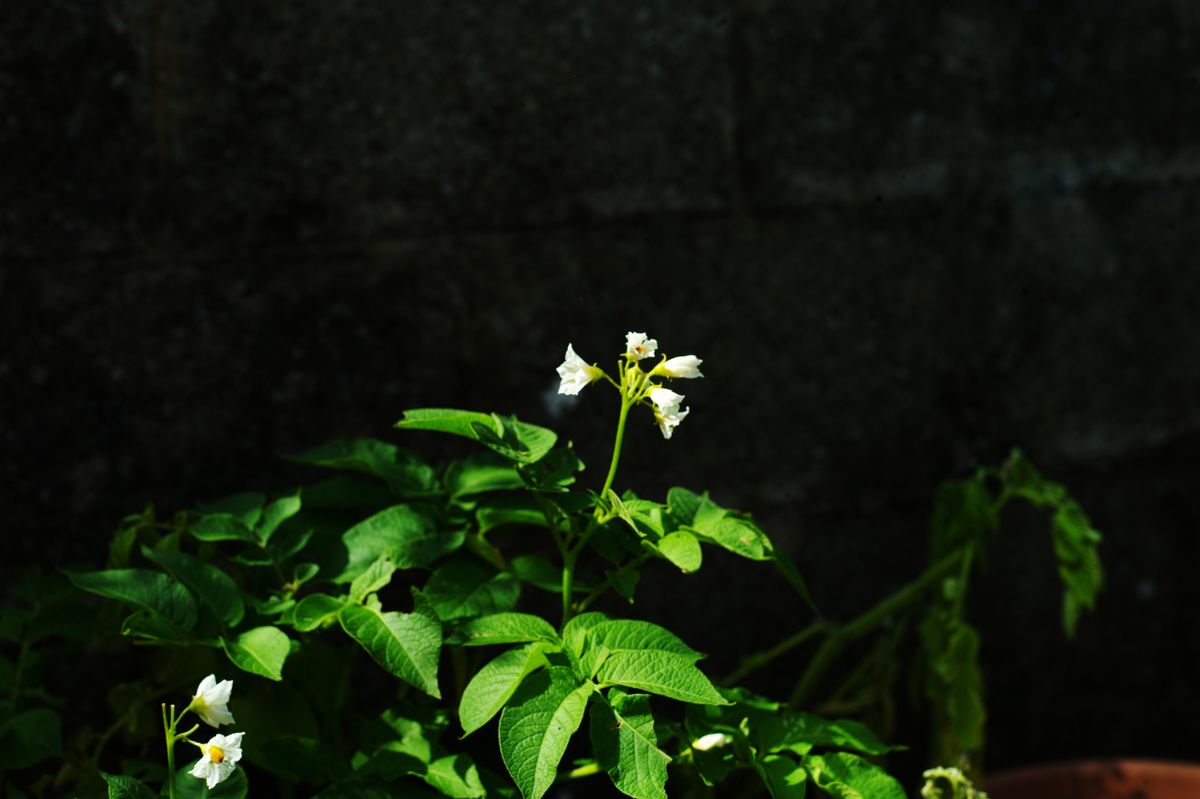 I made a Nikon Franken-Leica camera and it’s gloriously imperfect (and ...