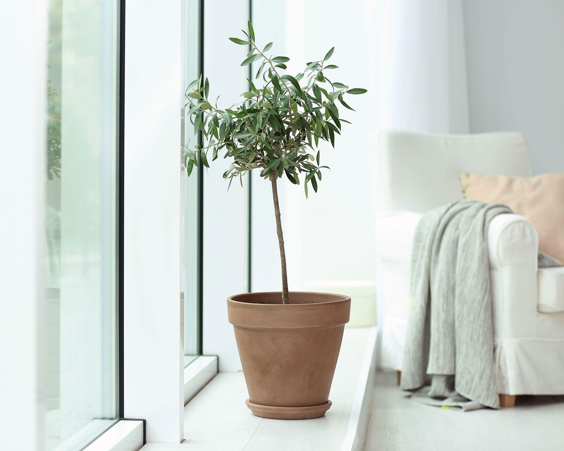 Best indoor trees: 9 leafy options for a greener home | Gardeningetc