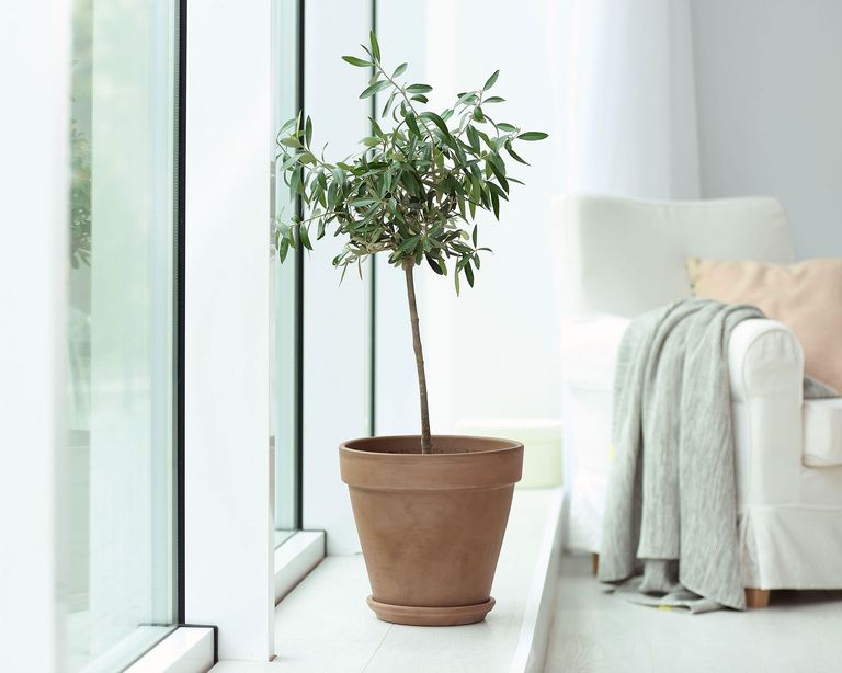 Best indoor trees: 9 leafy options for a greener home | Gardeningetc