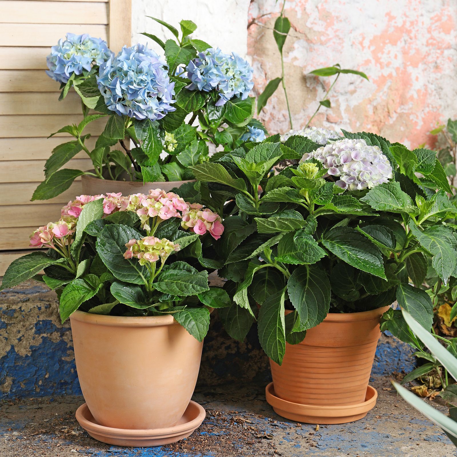 Best balcony plants: 10 ideas to create a private oasis | Homes and Gardens