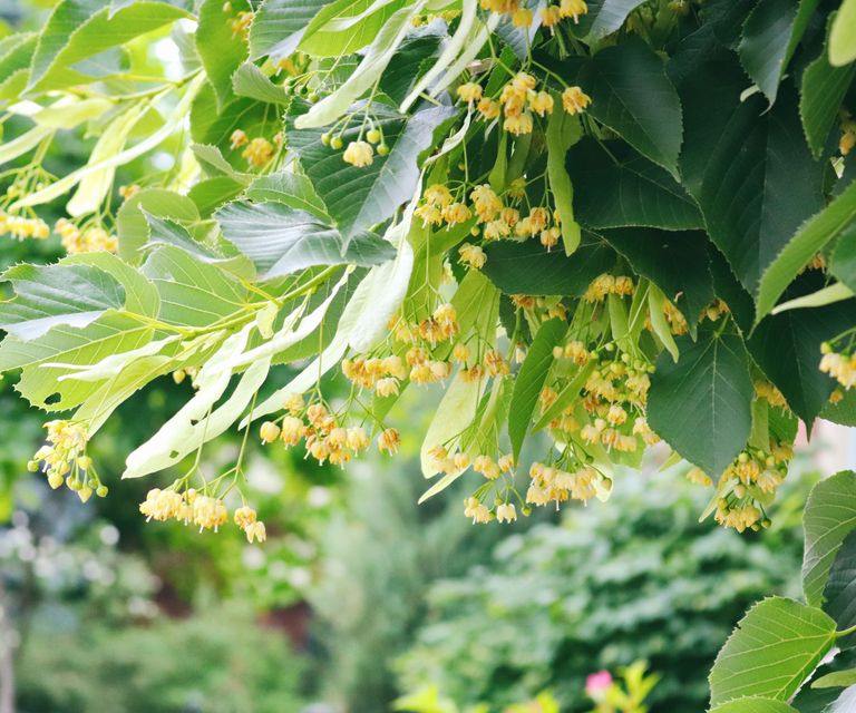7 of the best trees for climate change | Homes and Gardens