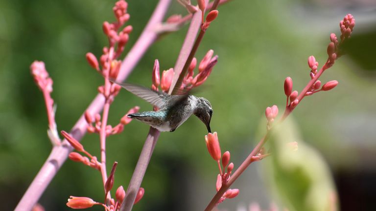 Plant Pollination - Encouraging Other Pollinators In The Garden ...