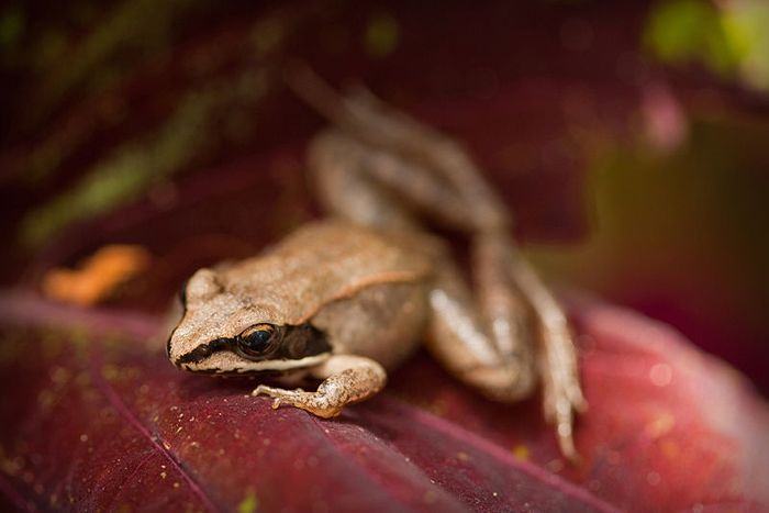 Frog Population Decline Linked to Killer Pathogen | Live Science