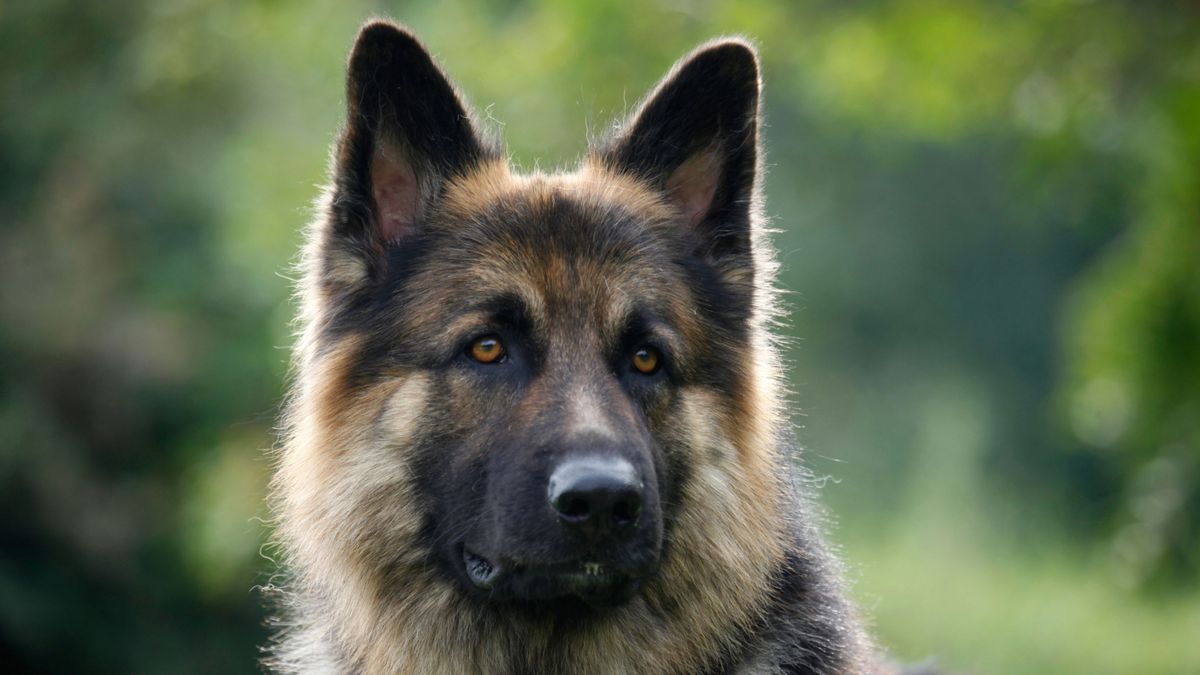 Most Googled dog breeds: What is everyone searching for? | PetsRadar