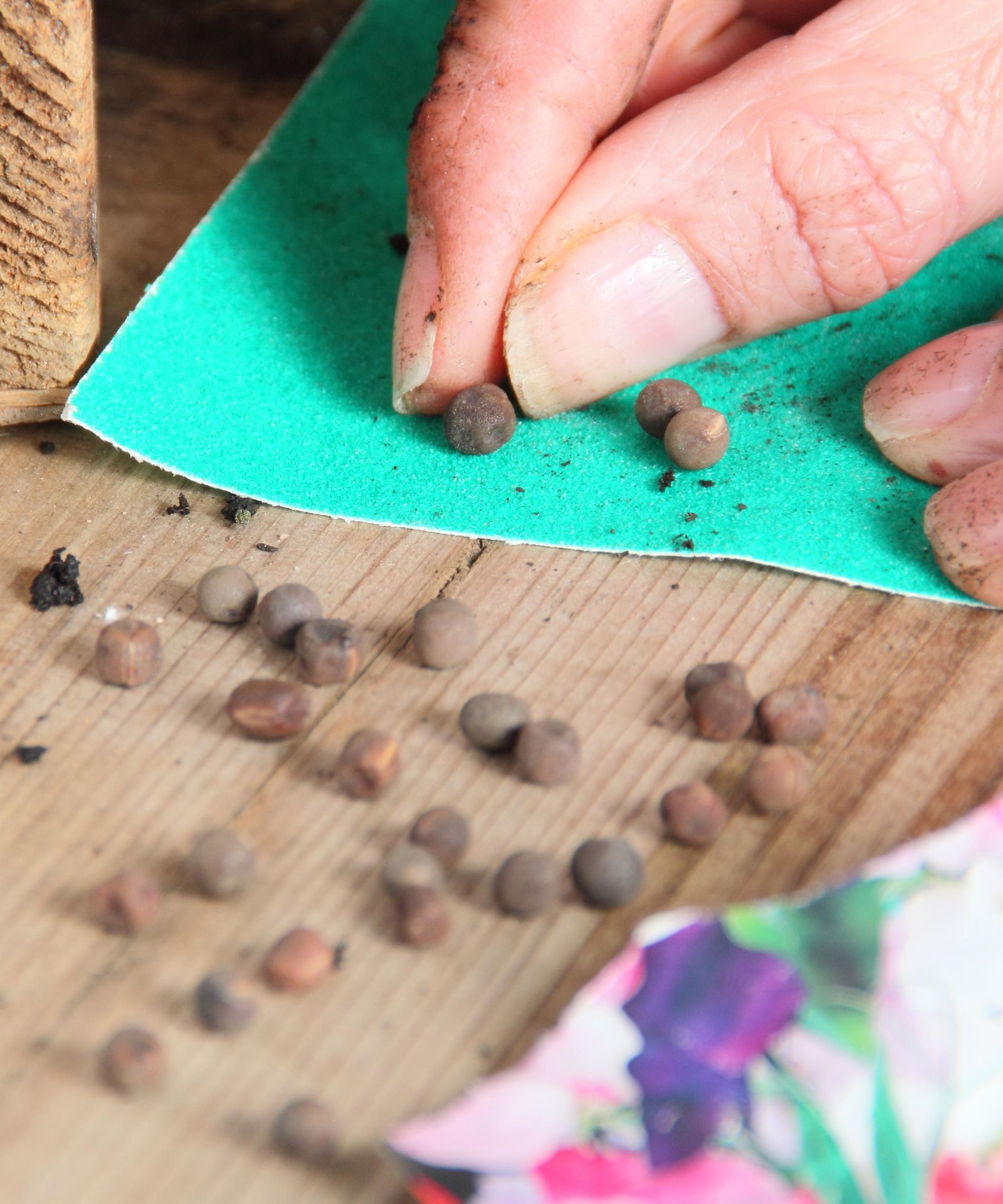 Why you should scarify seeds and how it helps germination | Homes and ...