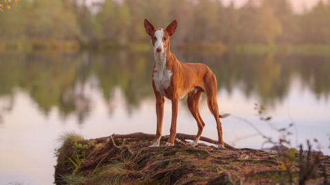 Sighthounds: What they are and the different types | PetsRadar
