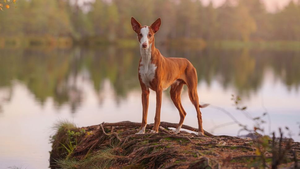 Sighthounds: What they are and the different types | PetsRadar