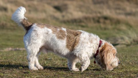 18 scent hounds known for their powerful noses | PetsRadar