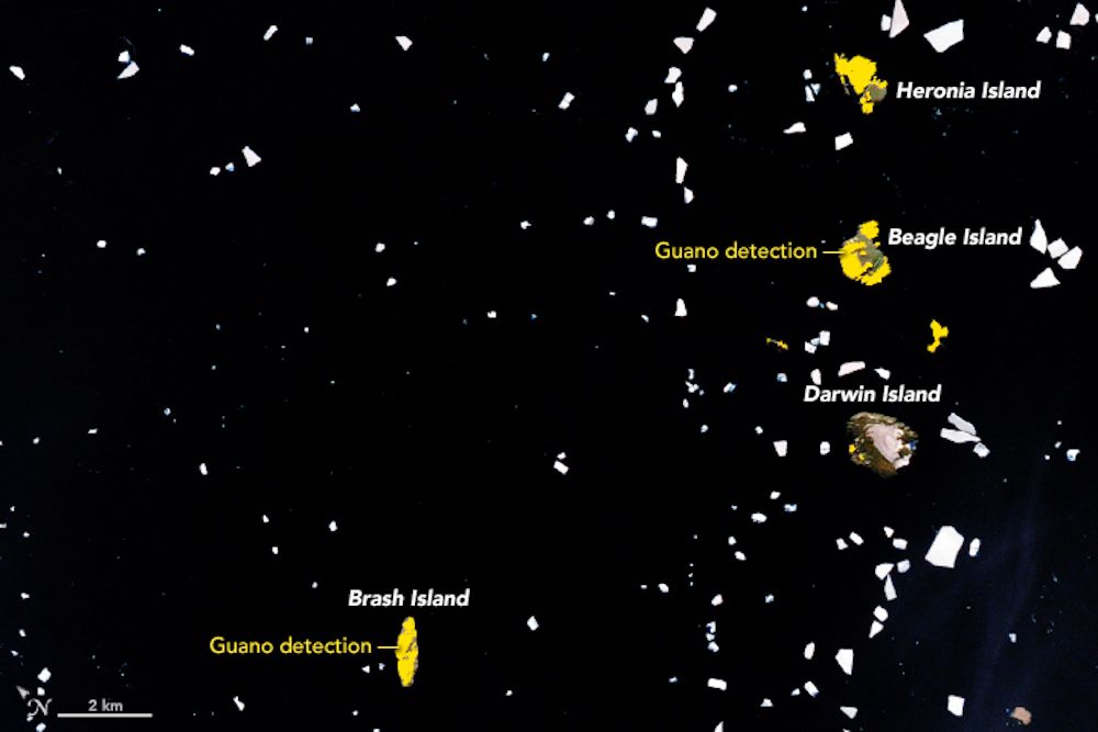 Poop Stains Help Scientists Track Antarctic Penguin Colonies | Live Science