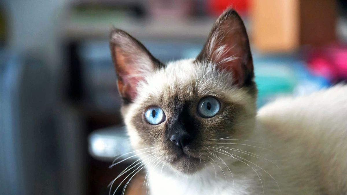 32 best cat breeds for hot climates | PetsRadar