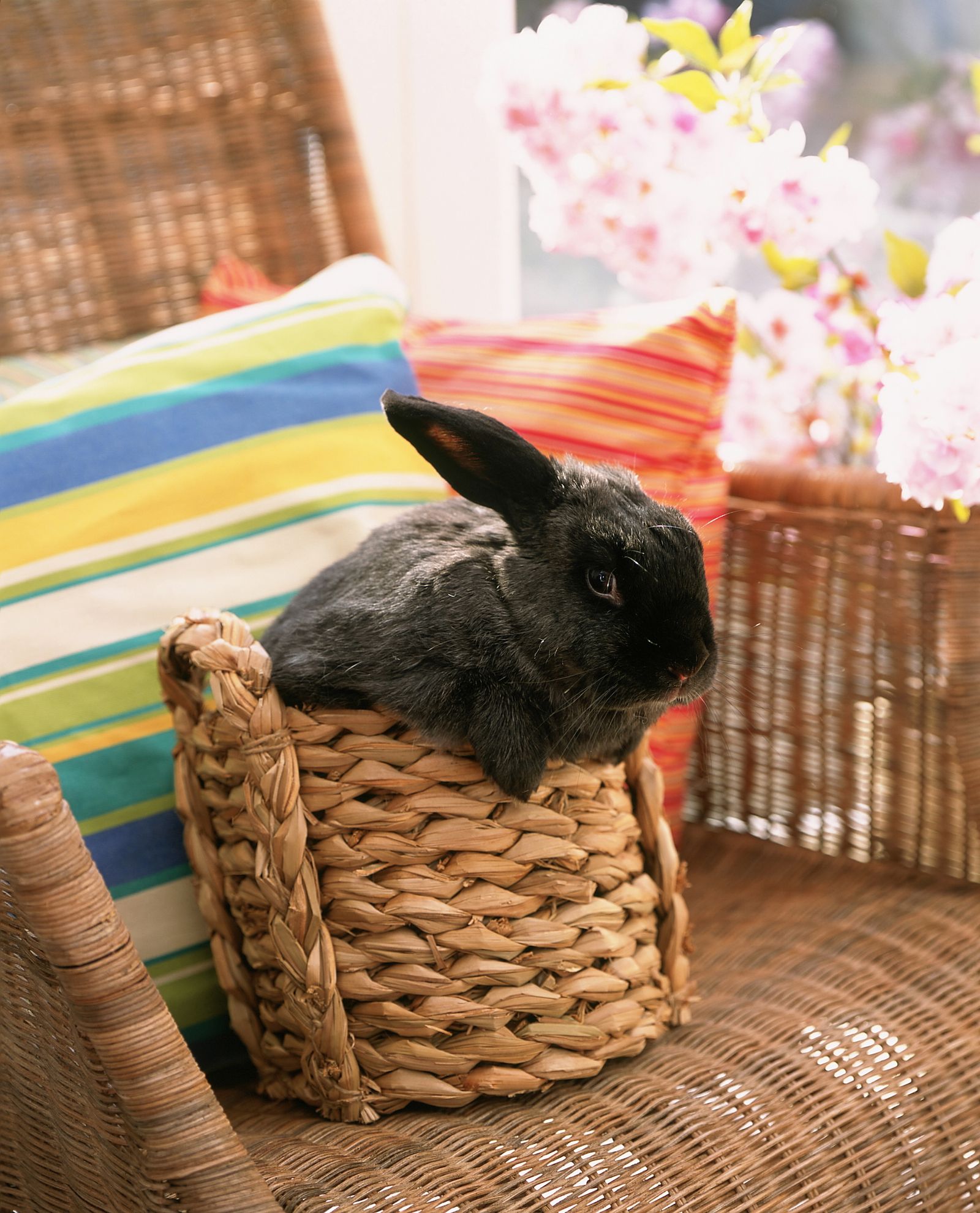 Living with pets: the 10 rules of pet etiquette | Homes and Gardens