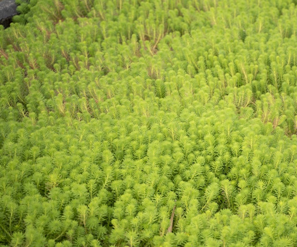 Oxygenating pond plants: 5 plants to clean your pond water | Homes and ...