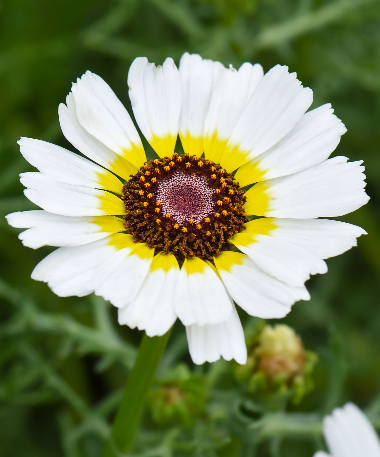 How to grow chrysanthemums: expert tips on growing these garden ...