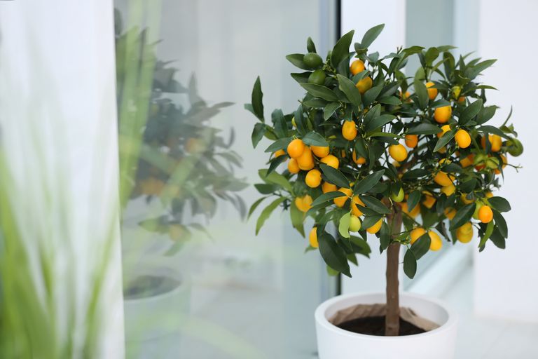 Indoor fruit trees - 9 varieties that yield tasty crops | Livingetc