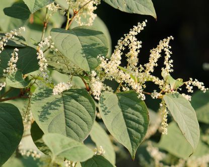 Invasive plants: 10 non-native plants to watch out | Gardeningetc