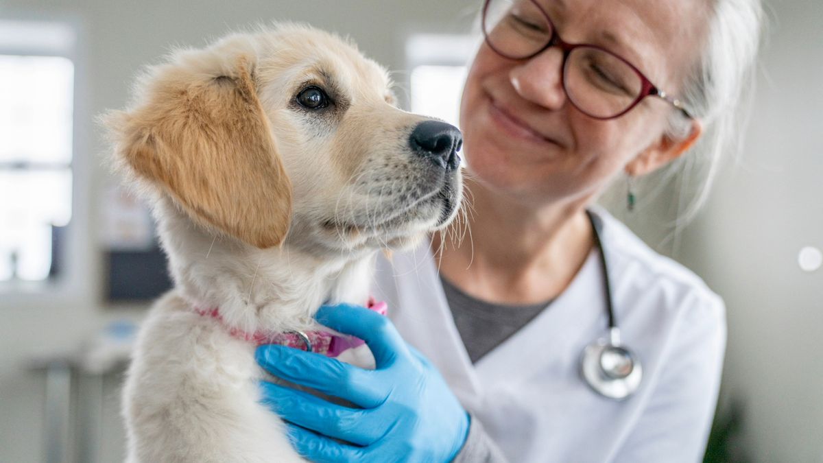 Seasonal allergies in dogs: Symptoms and how to treat them | PetsRadar